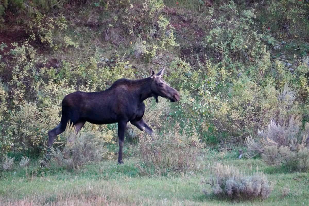 Where can you find wildlife in Grand Teton? - We're in the Rockies