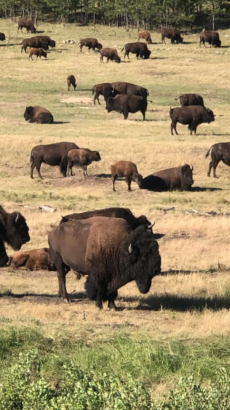 Custer State Park's Annual Buffalo Roundup: Review and Tips