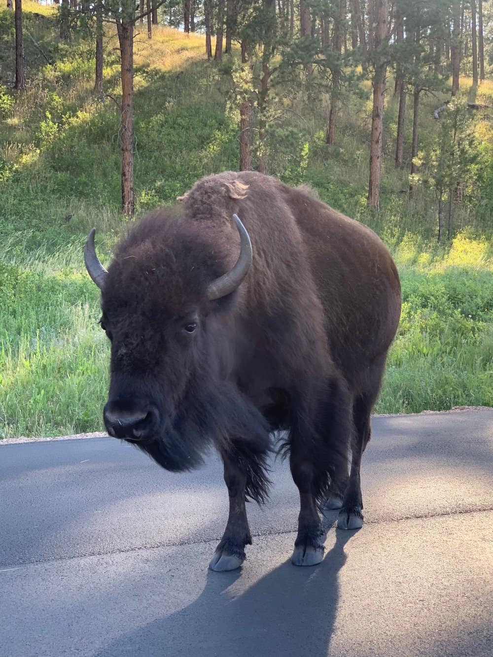 Custer State Park's Annual Buffalo Roundup: Review and Tips