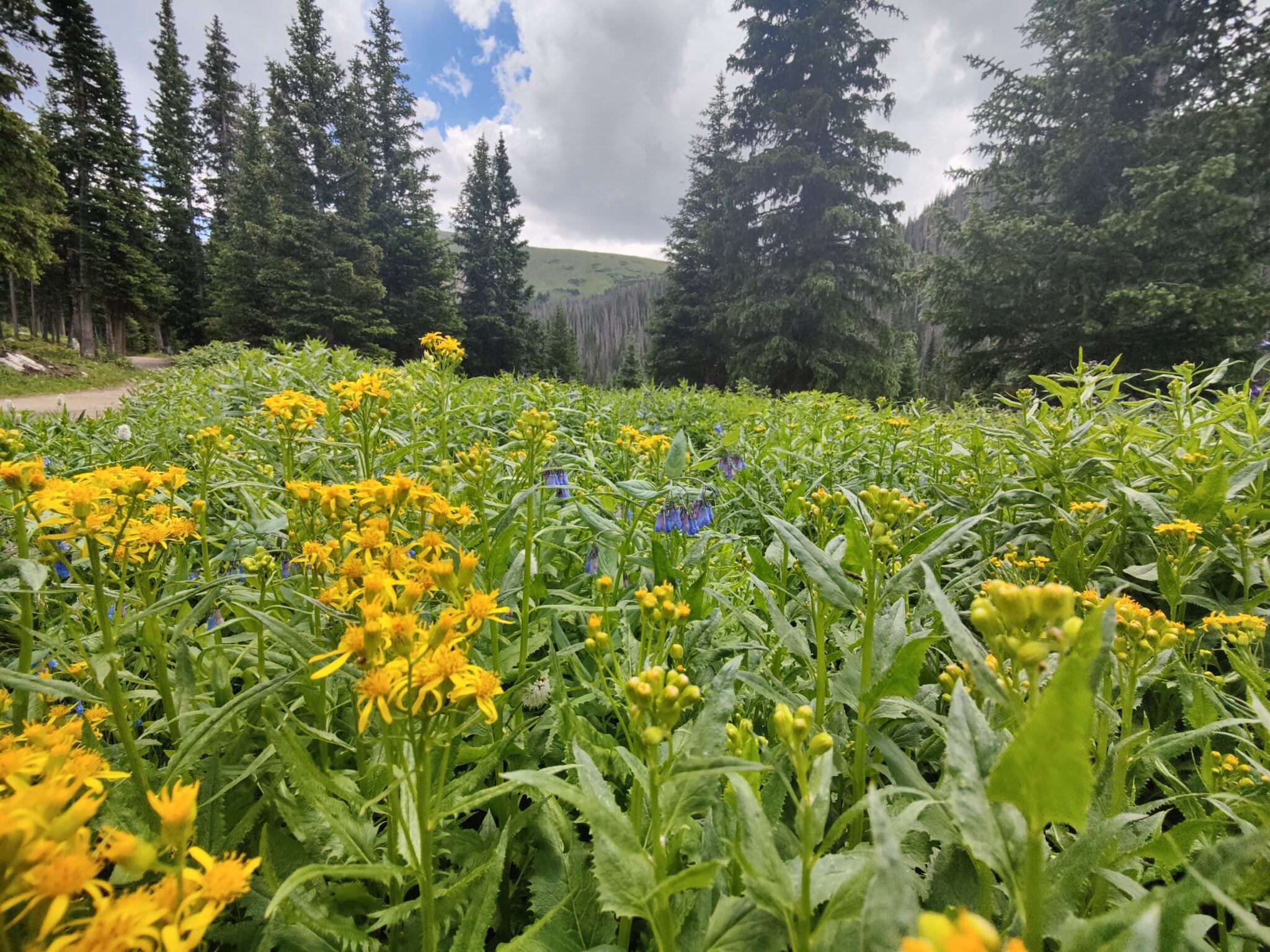 When to Visit Rocky Mountain National Park