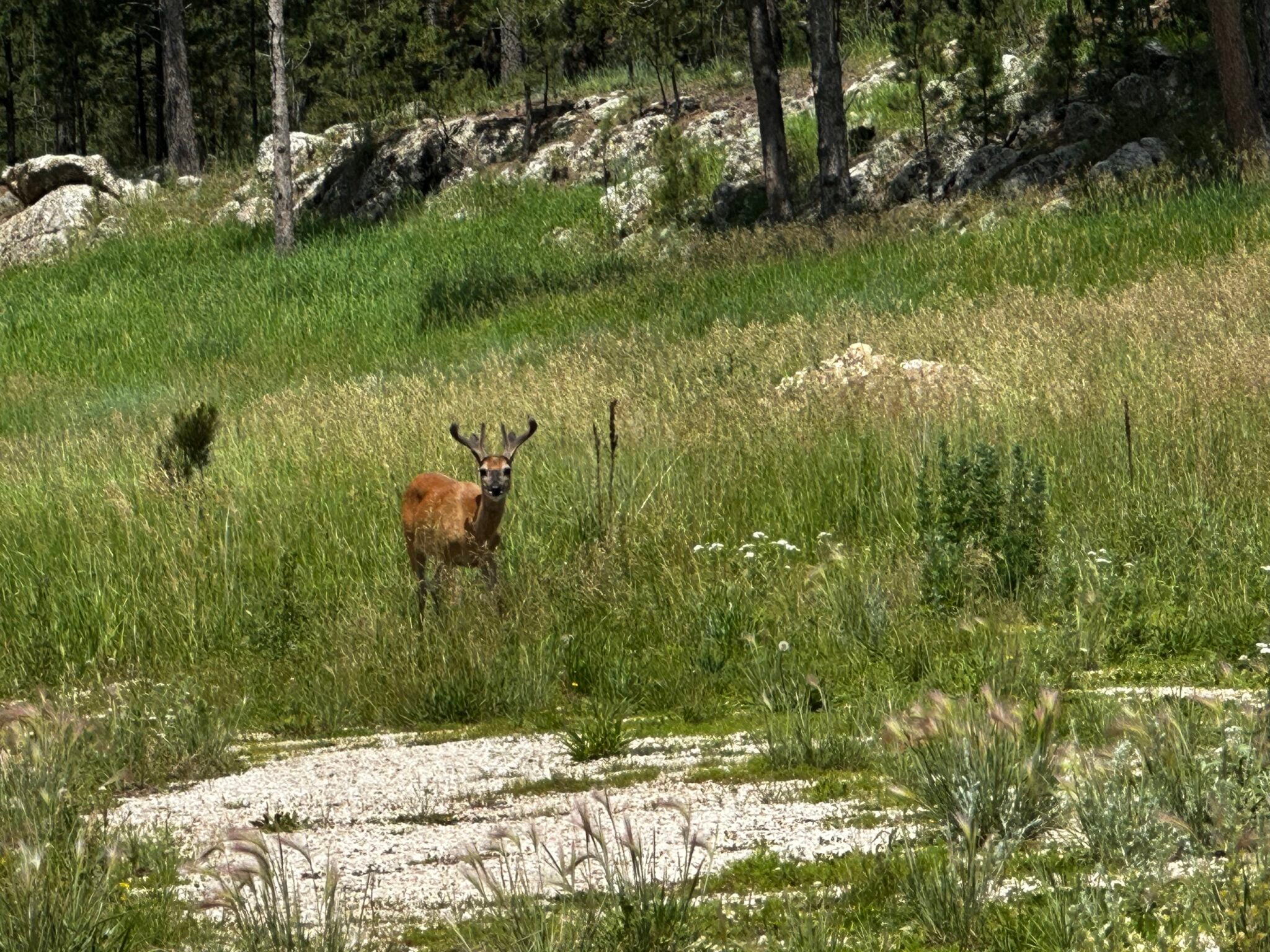 Wildlife Loop Drive Guide: Custer State Park - wereintherockies