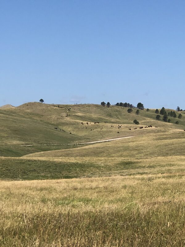 Wildlife Loop Drive Guide: Custer State Park - wereintherockies