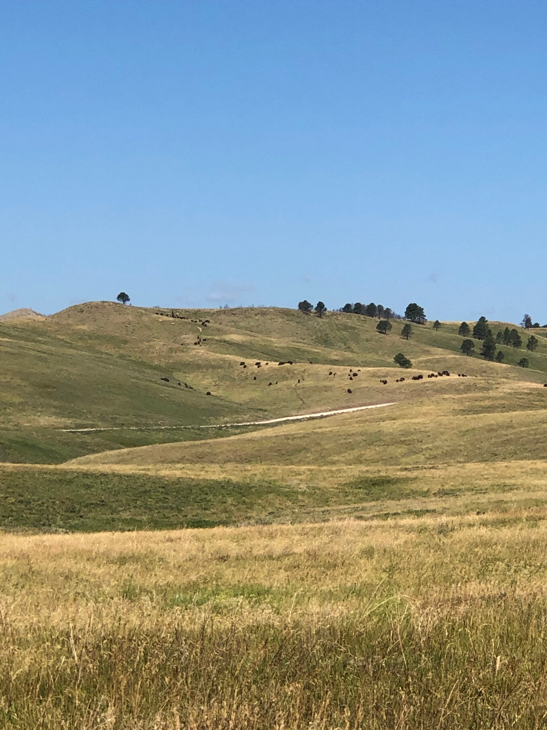 Wildlife Loop Drive Guide: Custer State Park - wereintherockies