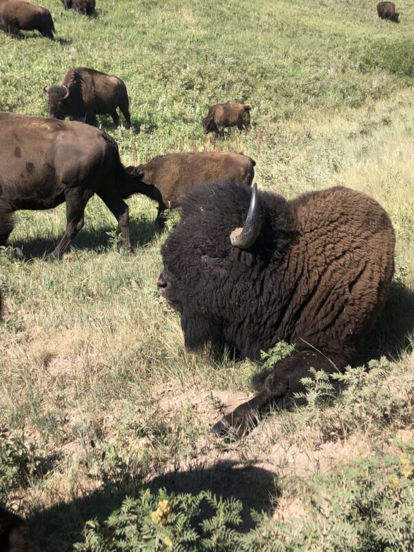 Black Hills: Top Itinerary Plans & Travel Tips - wereintherockies