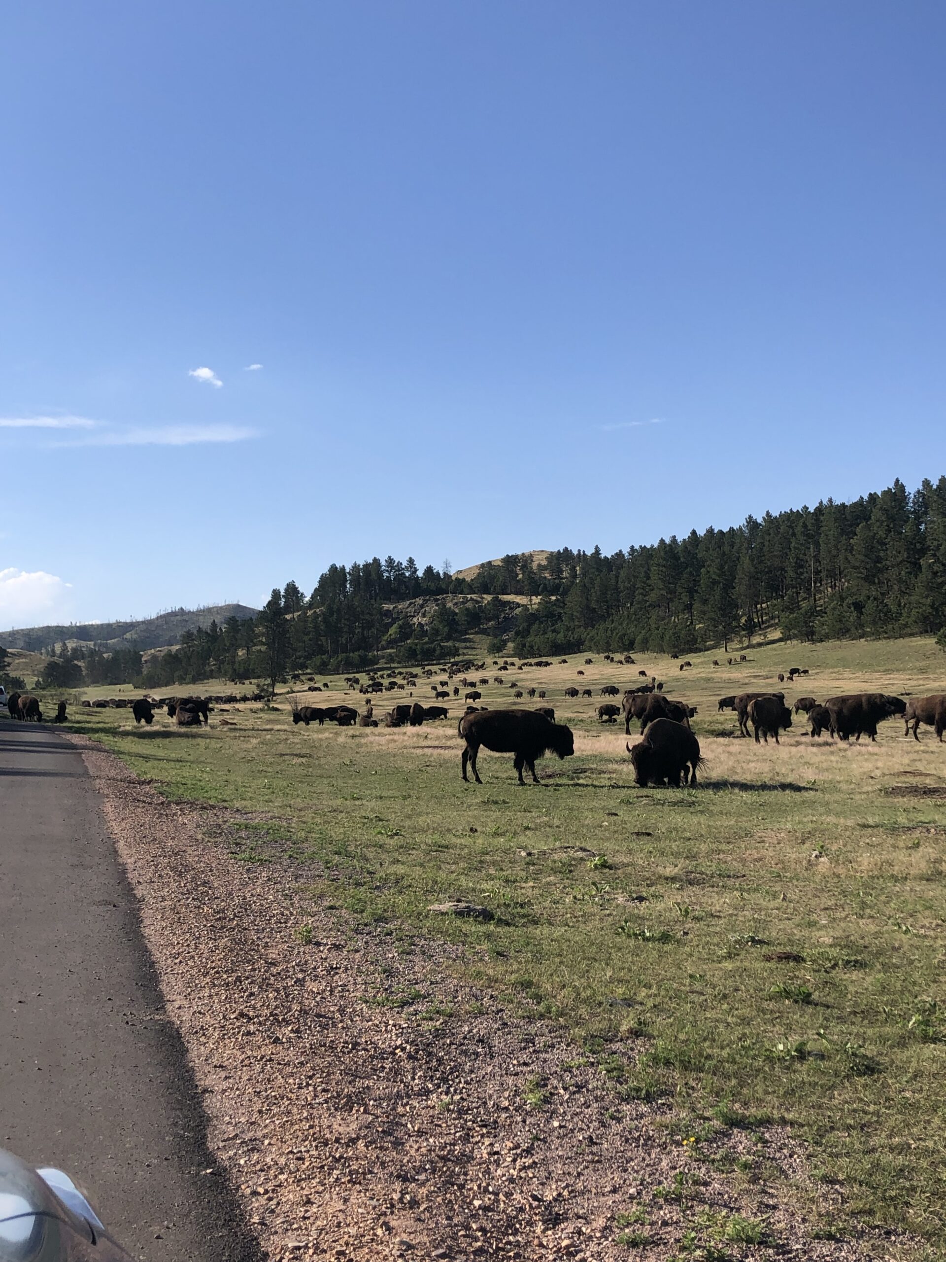 Wildlife Loop Drive Guide: Custer State Park - wereintherockies