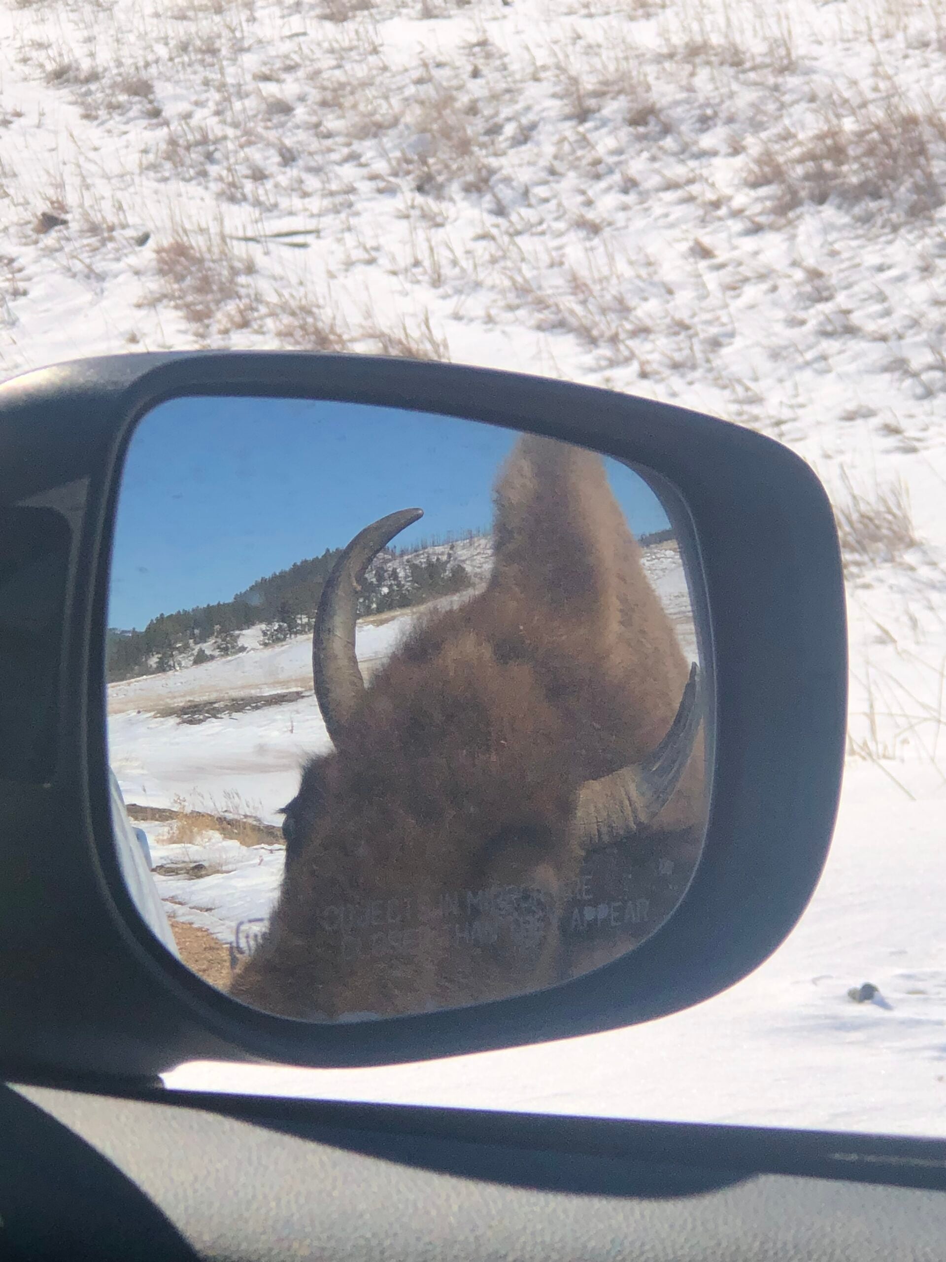 Wildlife Loop Drive Guide: Custer State Park - wereintherockies