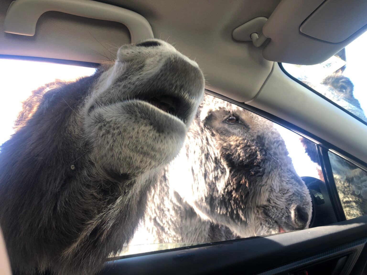 The Quick Guide to Visiting Custer State Park - We're in the Rockies