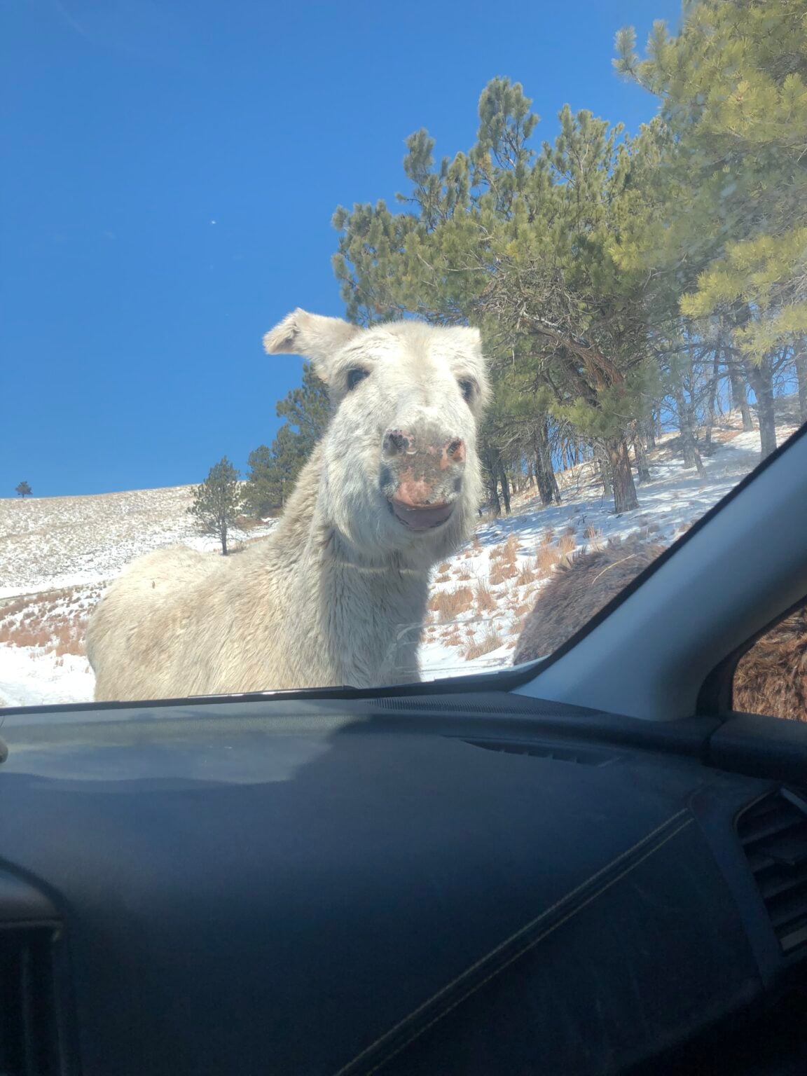 Wildlife Loop Drive Guide: Custer State Park - wereintherockies