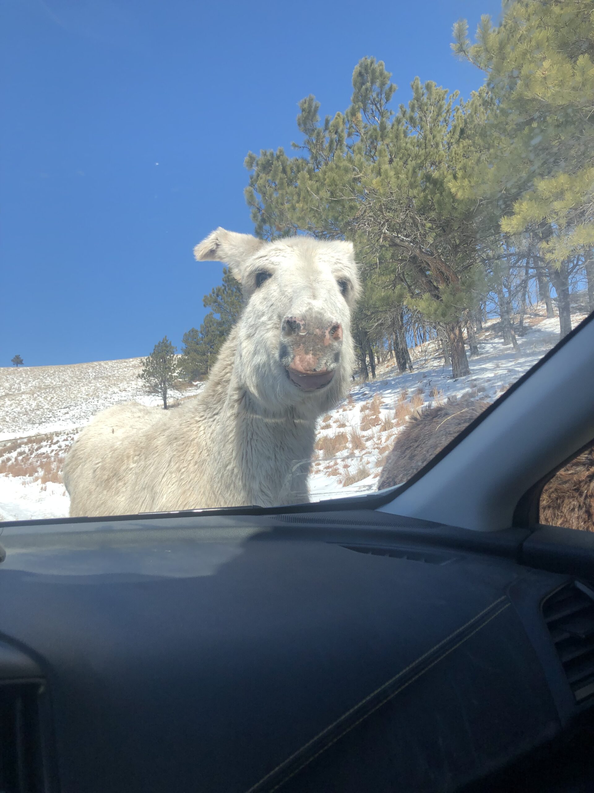 Wildlife Loop Drive Guide: Custer State Park - wereintherockies