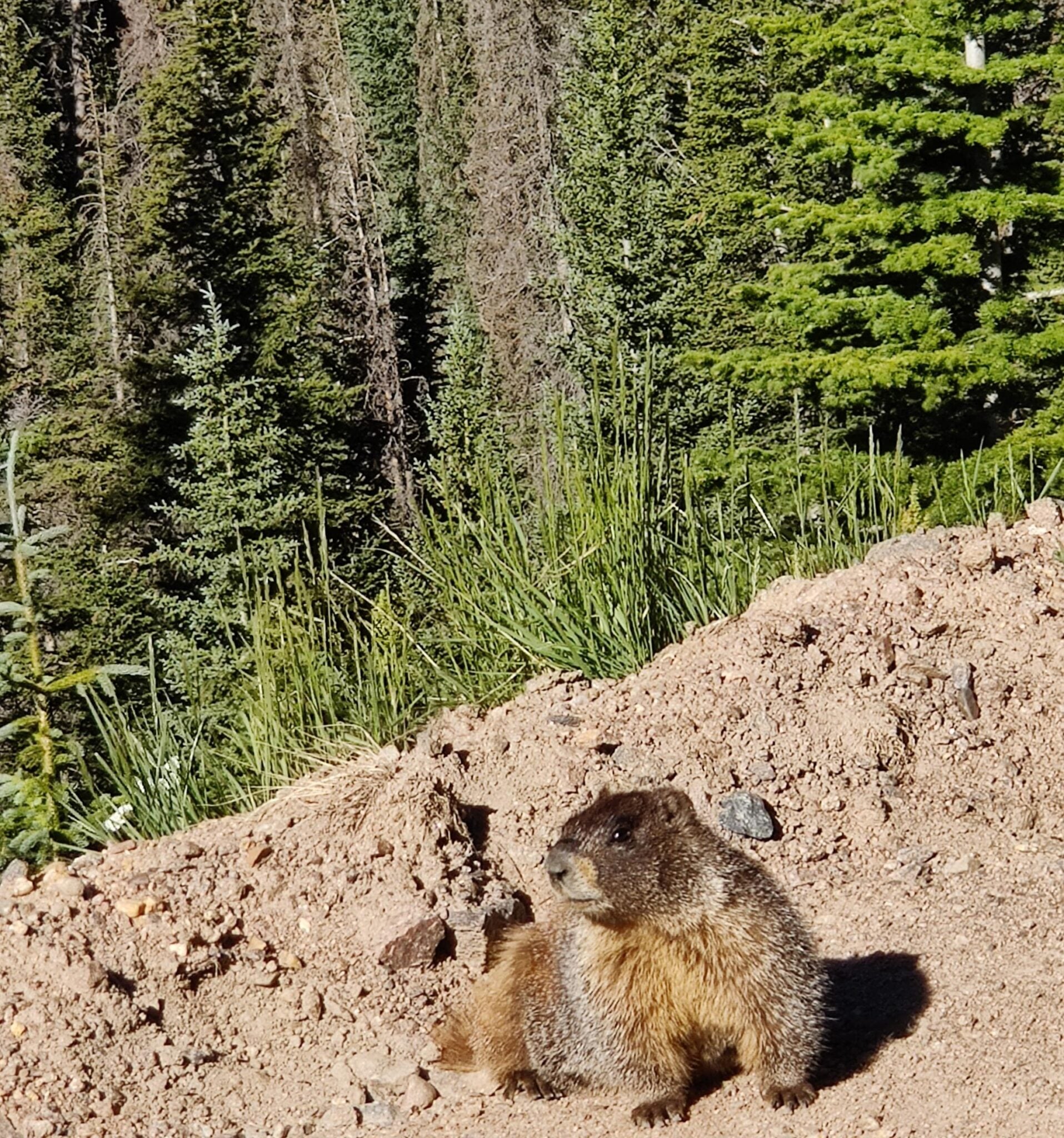 Driving in Rocky Mountain National Park: 10 Things to Know - We're in ...