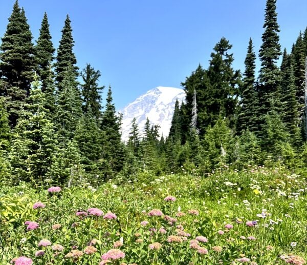 Mount Rainier National Park Were In The Rockies