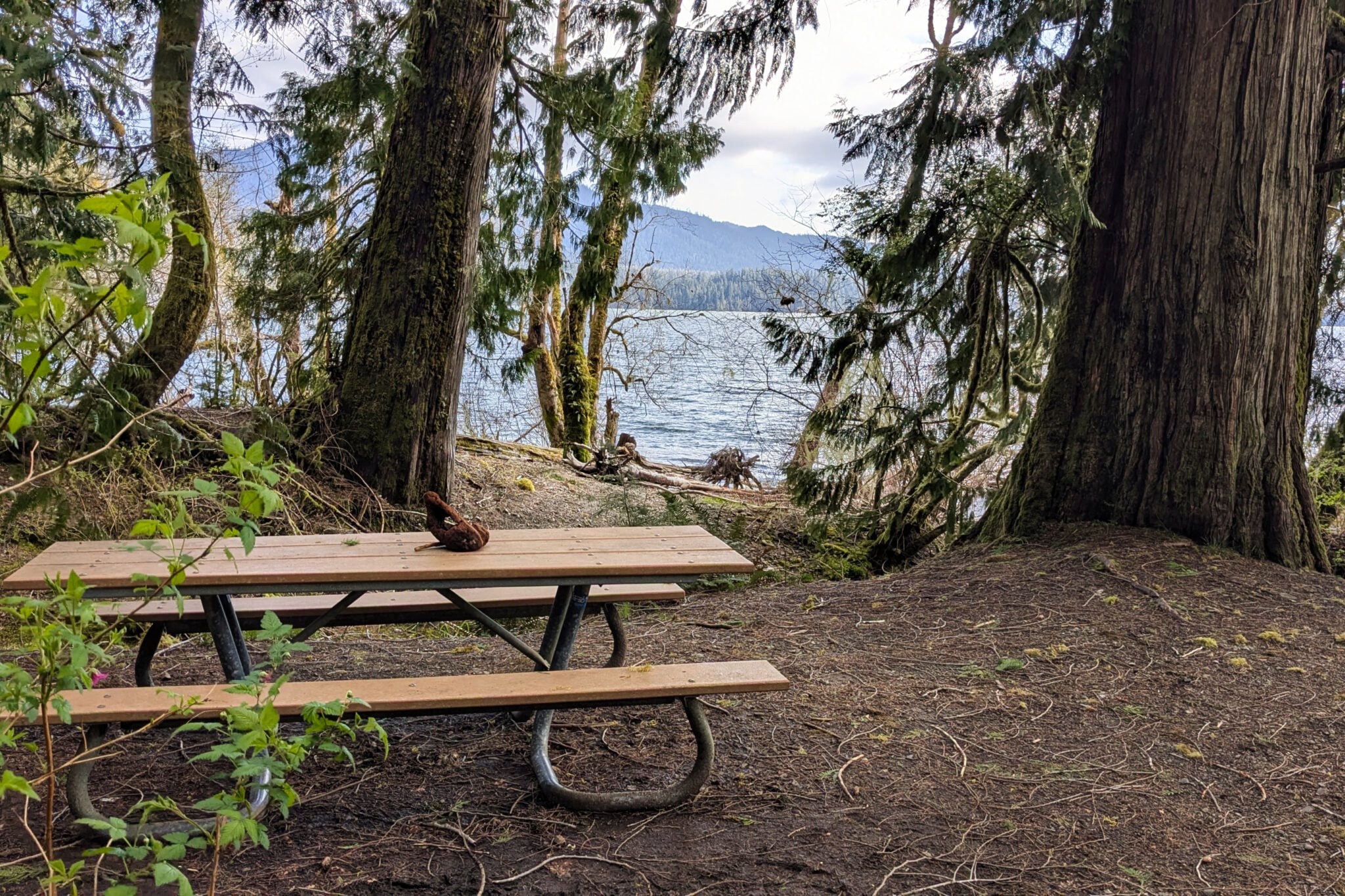 How to Visit Lake Quinault in Olympic National Park - We're in the Rockies