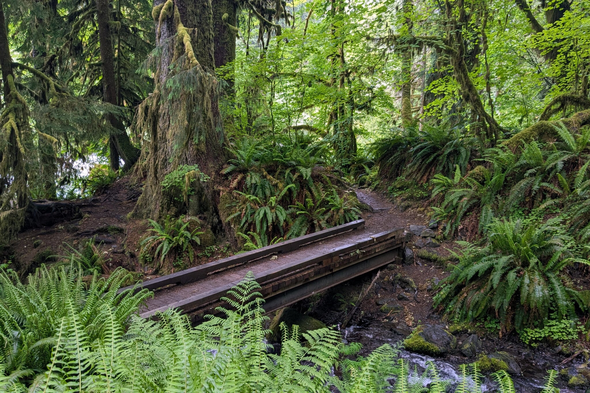 7 Best Things To Do in the Hoh Rain Forest (+Where to Eat and Stay ...