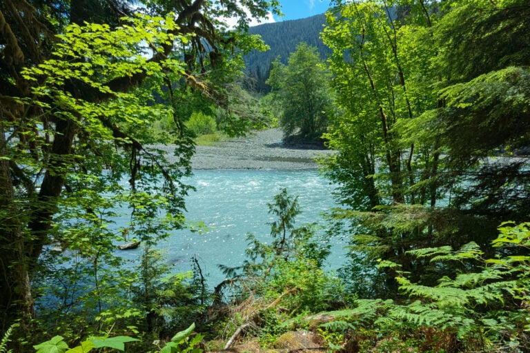 7 Best Things To Do in the Hoh Rain Forest (+Where to Eat and Stay ...
