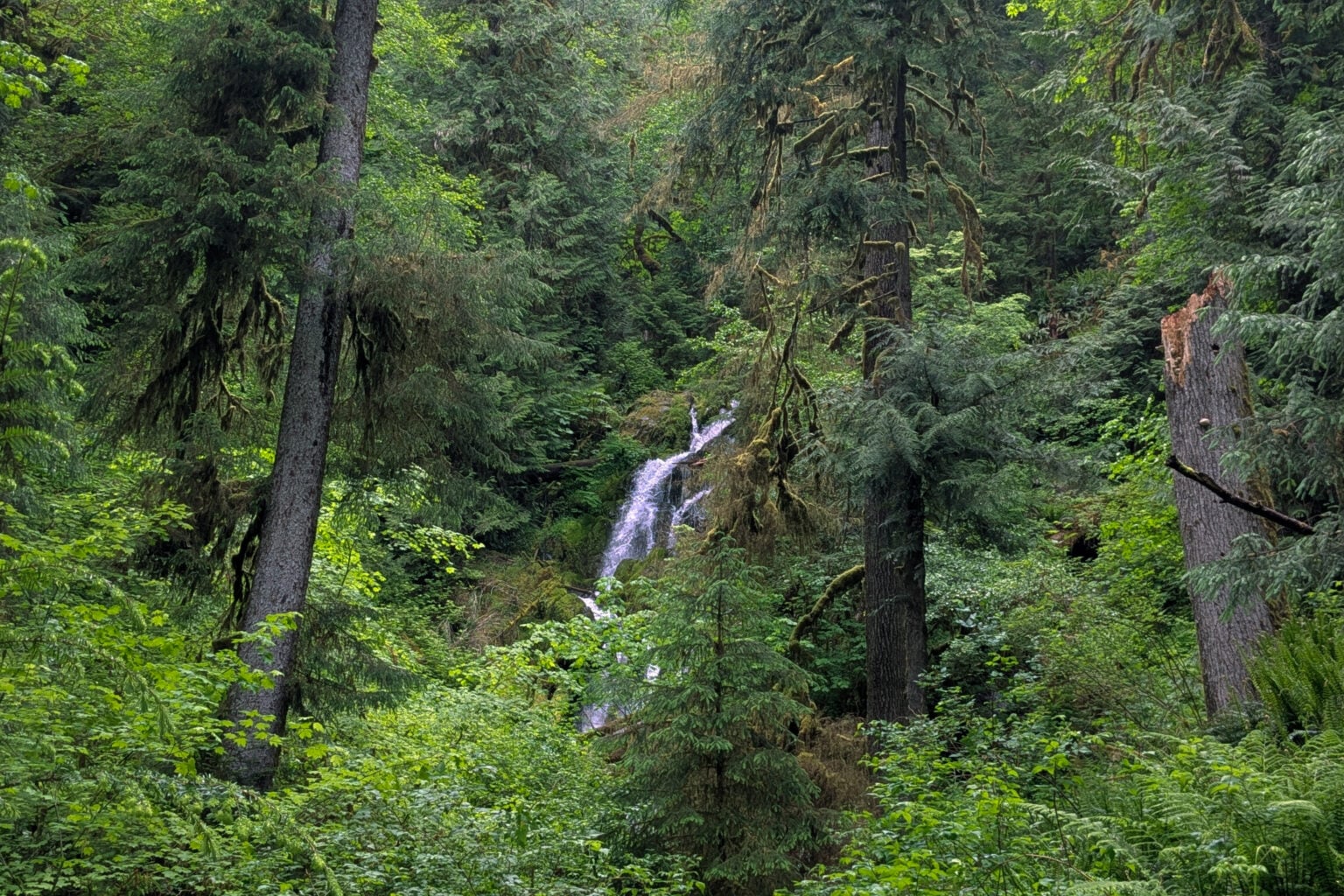 7 Best Things To Do in the Hoh Rain Forest (+Where to Eat and Stay ...