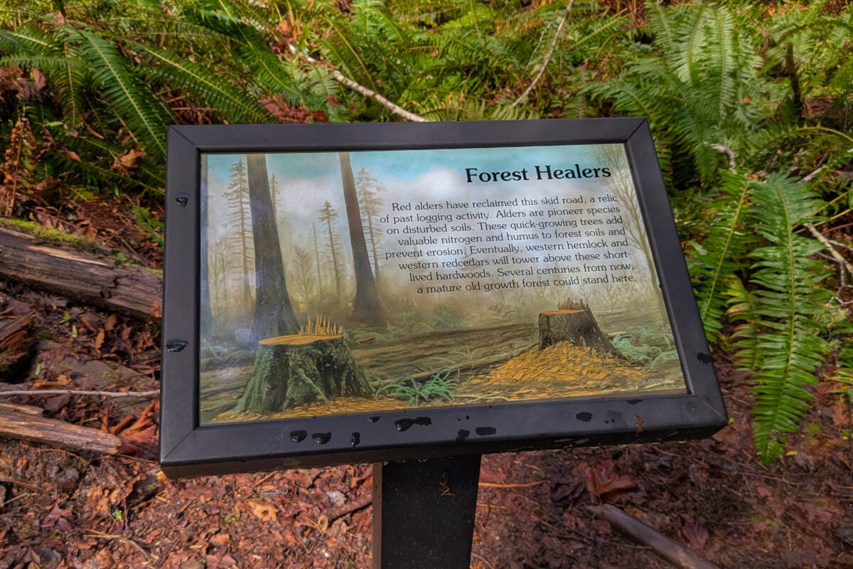 How to Visit Lake Crescent in Olympic National Park - We're in the Rockies
