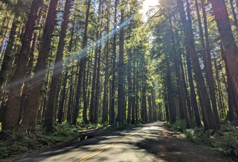 7 Best Things To Do in the Hoh Rain Forest (+Where to Eat and Stay ...
