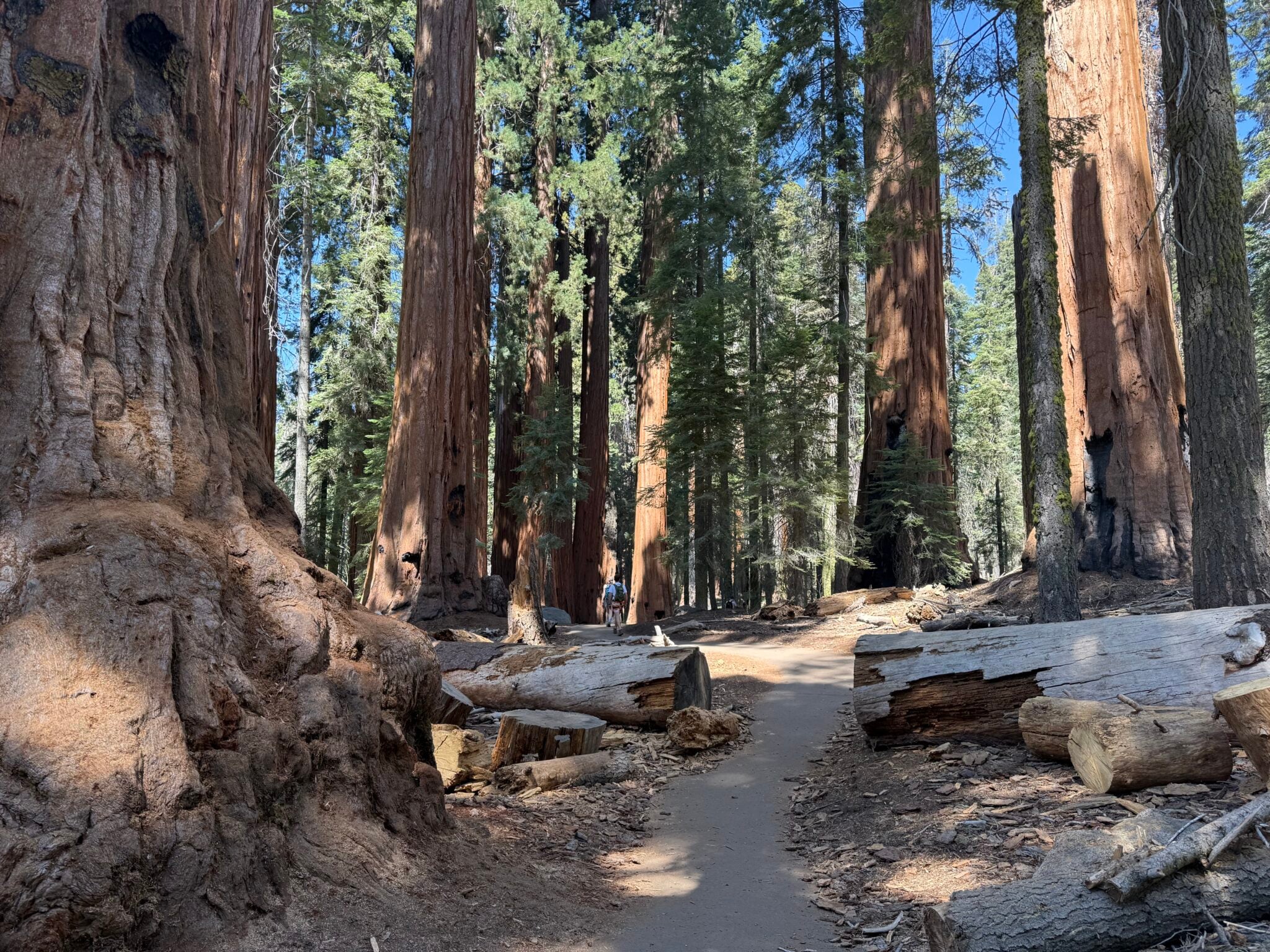 Your Complete Guide to Sequoia National Park