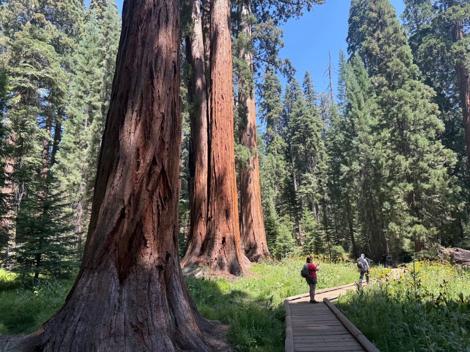 Your Complete Guide to Sequoia National Park