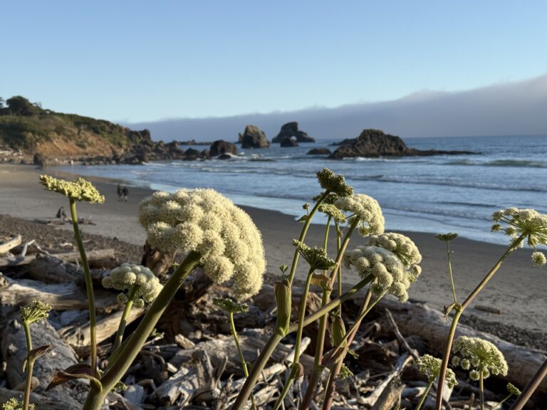 Discover the Best Beaches Along Oregon’s Coast